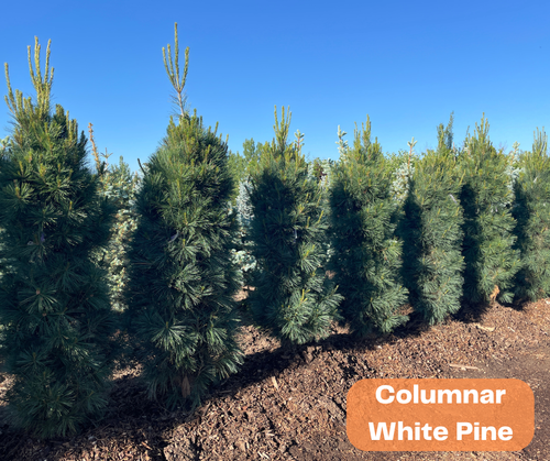 Sell — Arbor Farms Nursery