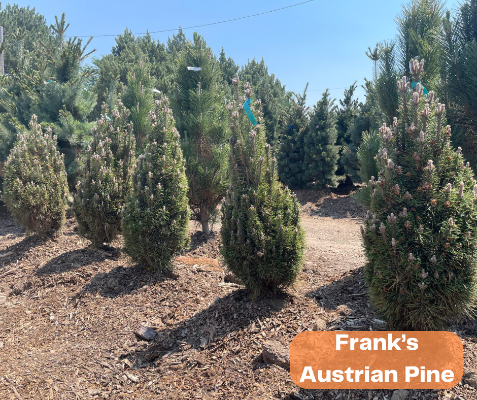 Sell — Arbor Farms Nursery