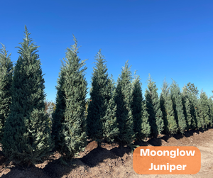 Sell — Arbor Farms Nursery