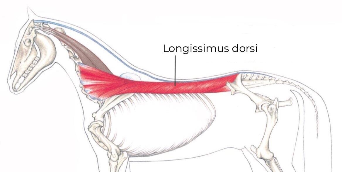 Longissimus Dorsi Horse