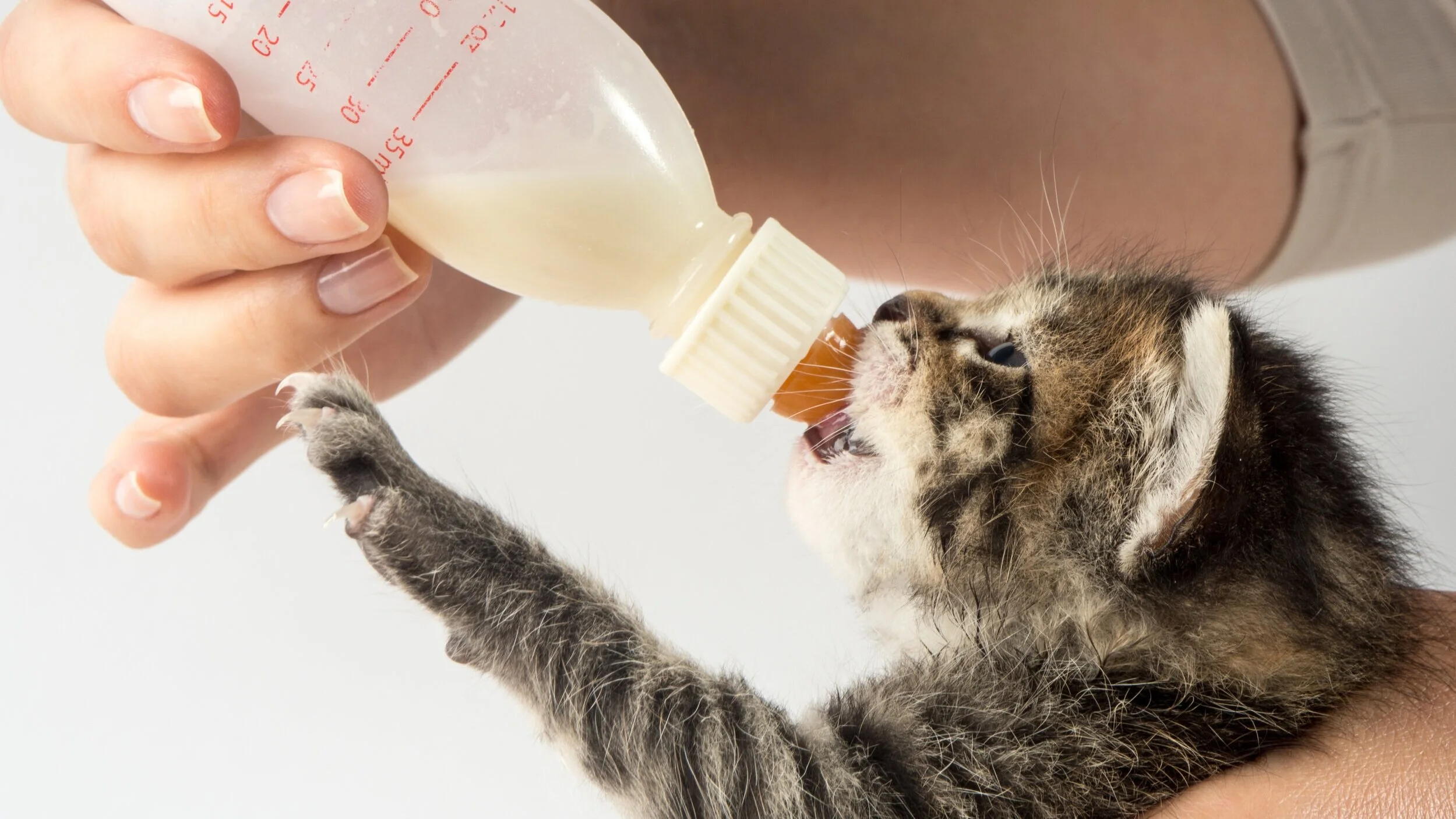 Foster Application — Cats Cradle Kitten Rescue