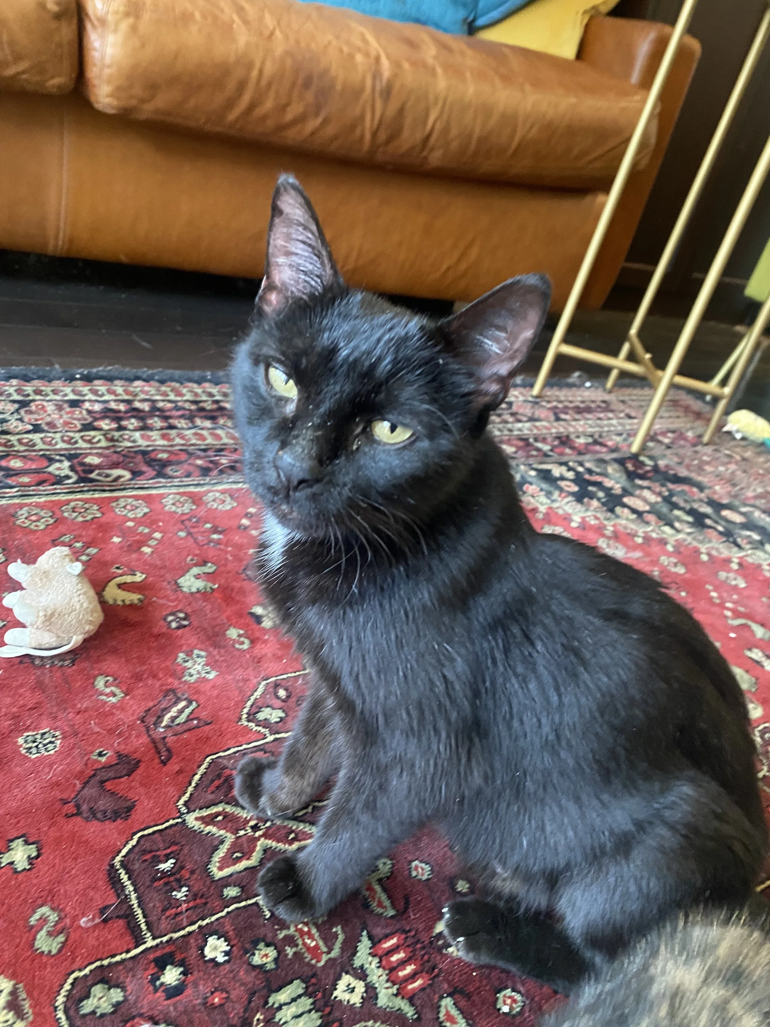 Available Kittens — Cats Cradle Kitten Rescue