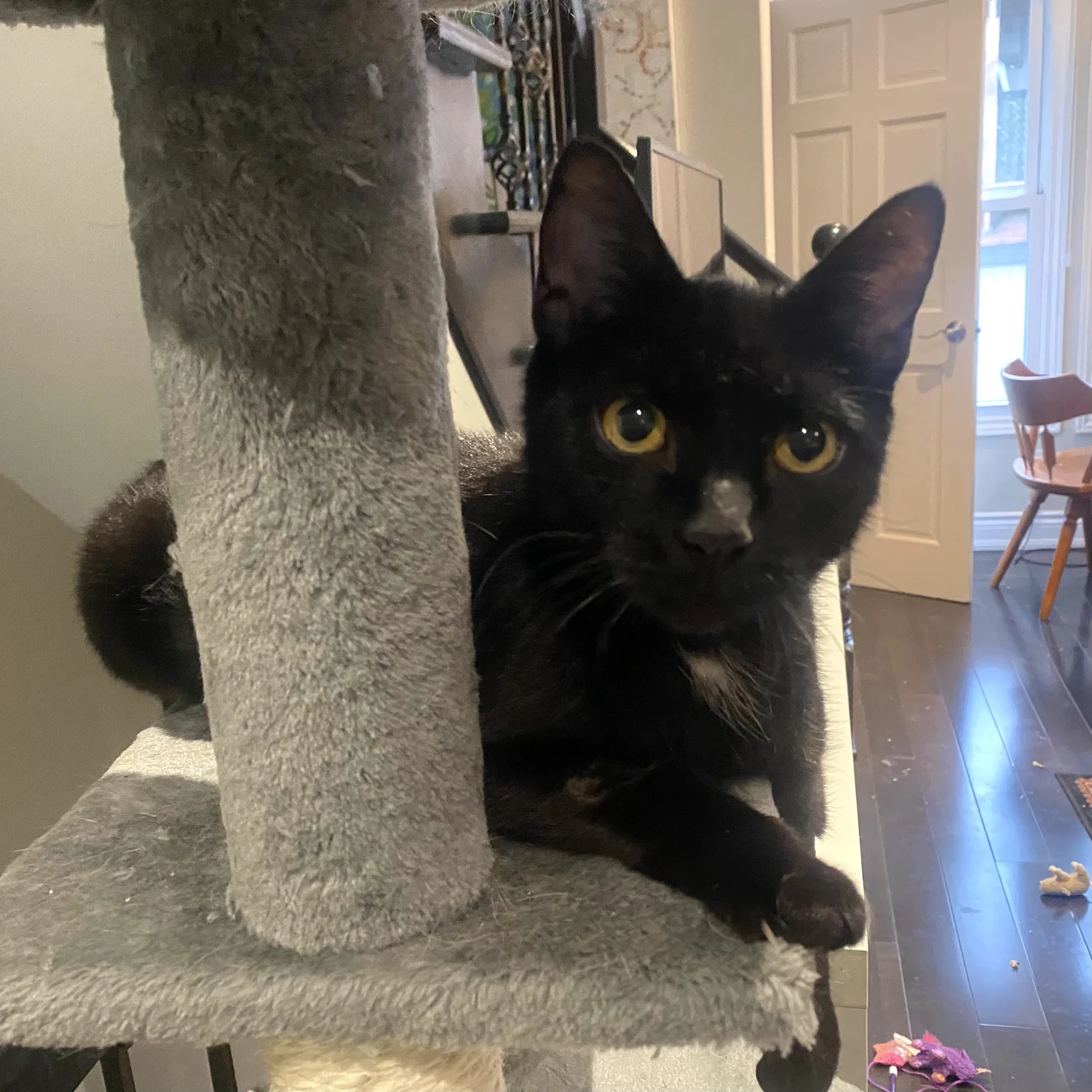 Available Kittens — Cats Cradle Kitten Rescue