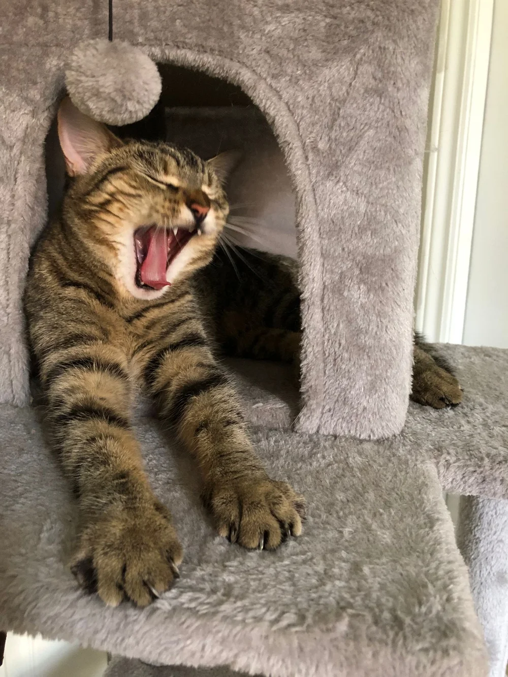 Available Kittens — Cats Cradle Kitten Rescue