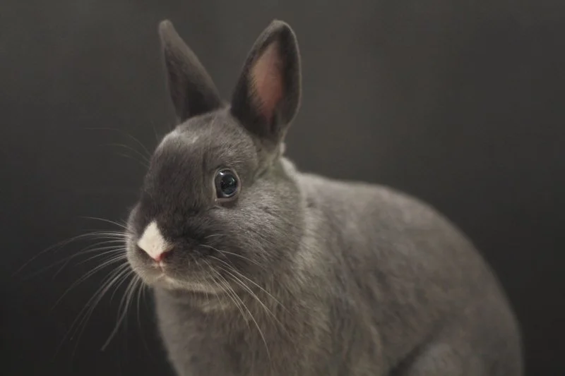 Eight things I learned from my rabbit — AUTHENBLISSITY