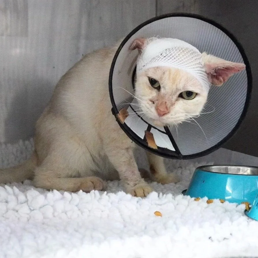 Help cats in need — Villa Kitty Foundation