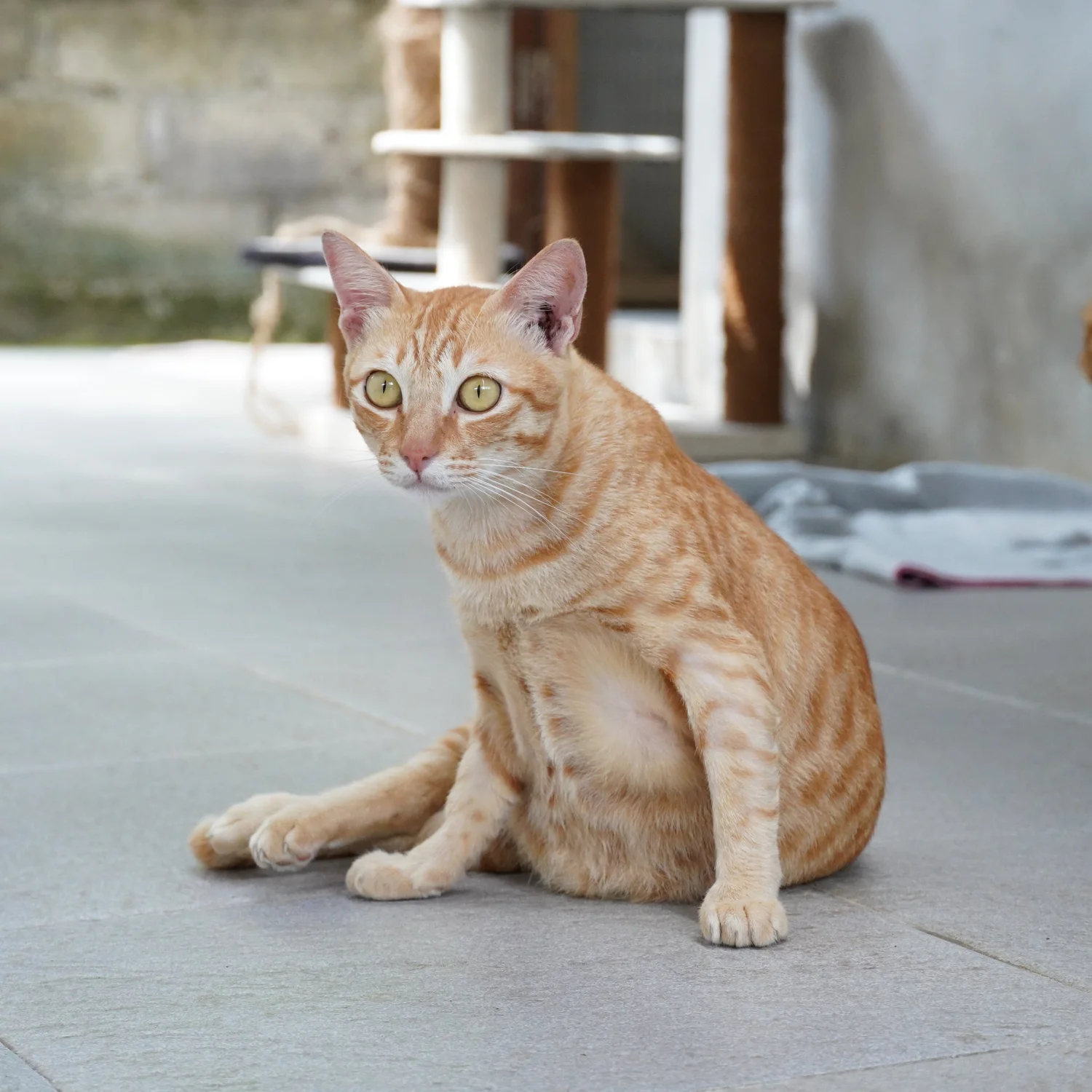 Sponsor a Cat — Villa Kitty Foundation