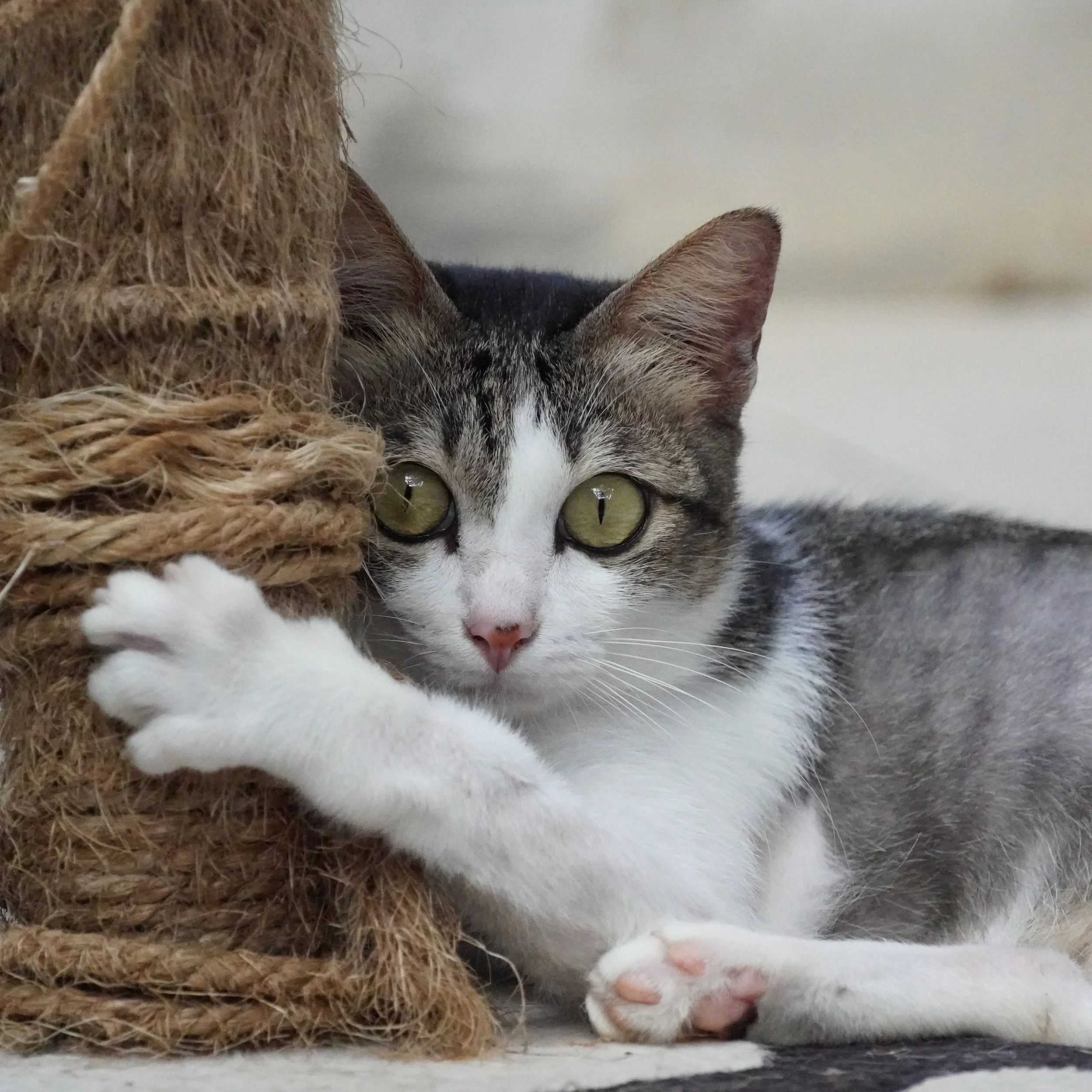 Sponsor a Cat — Villa Kitty Foundation