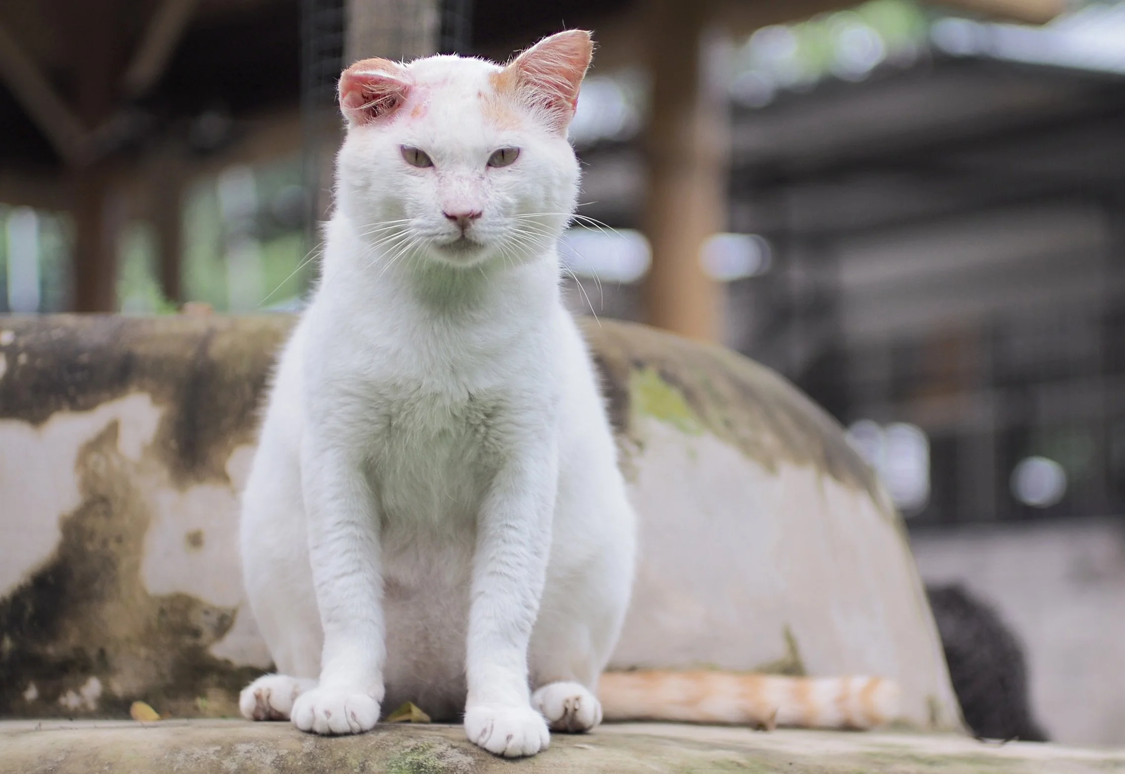 Sponsor a Cat — Villa Kitty Foundation