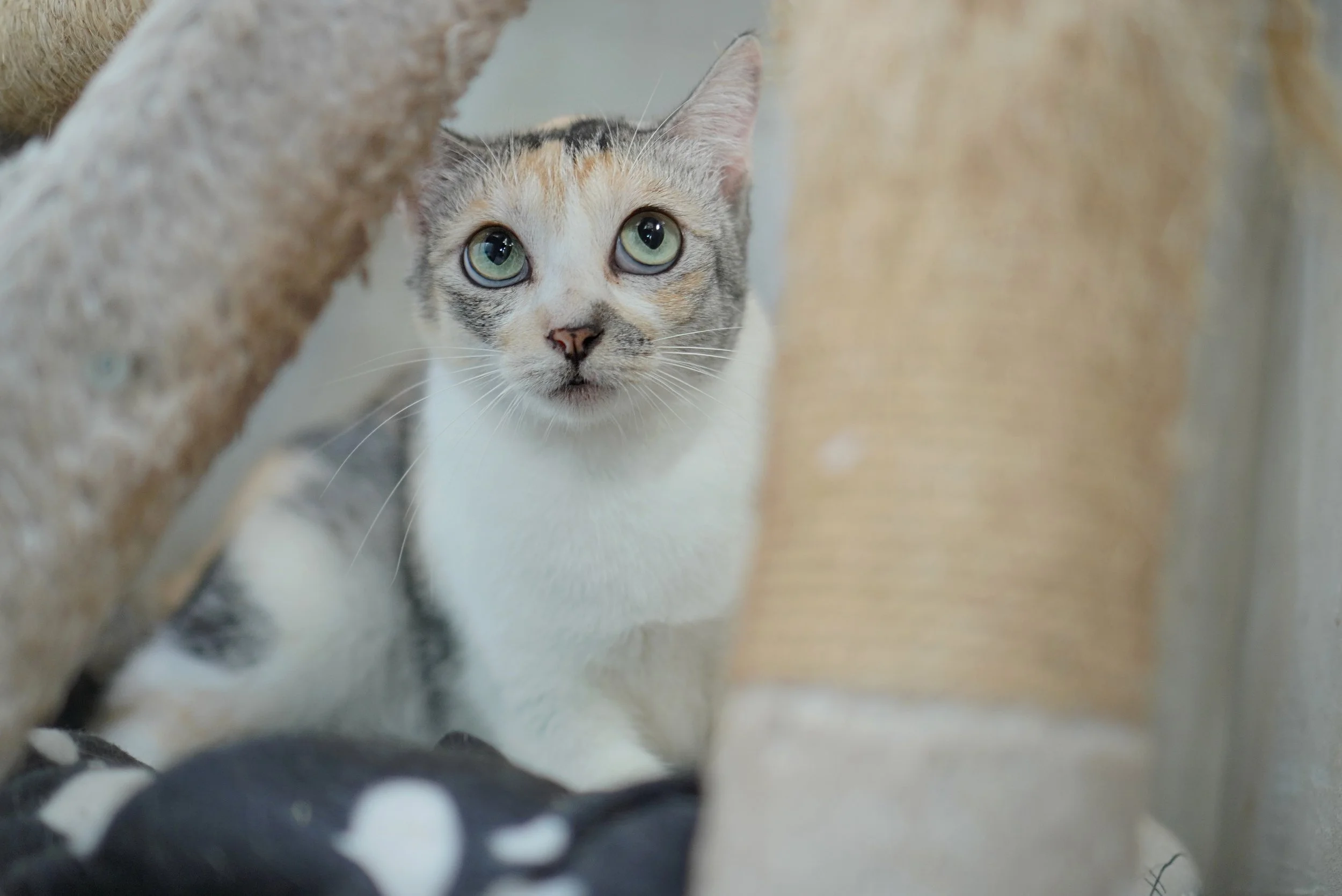 Sponsor a Cat — Villa Kitty Foundation