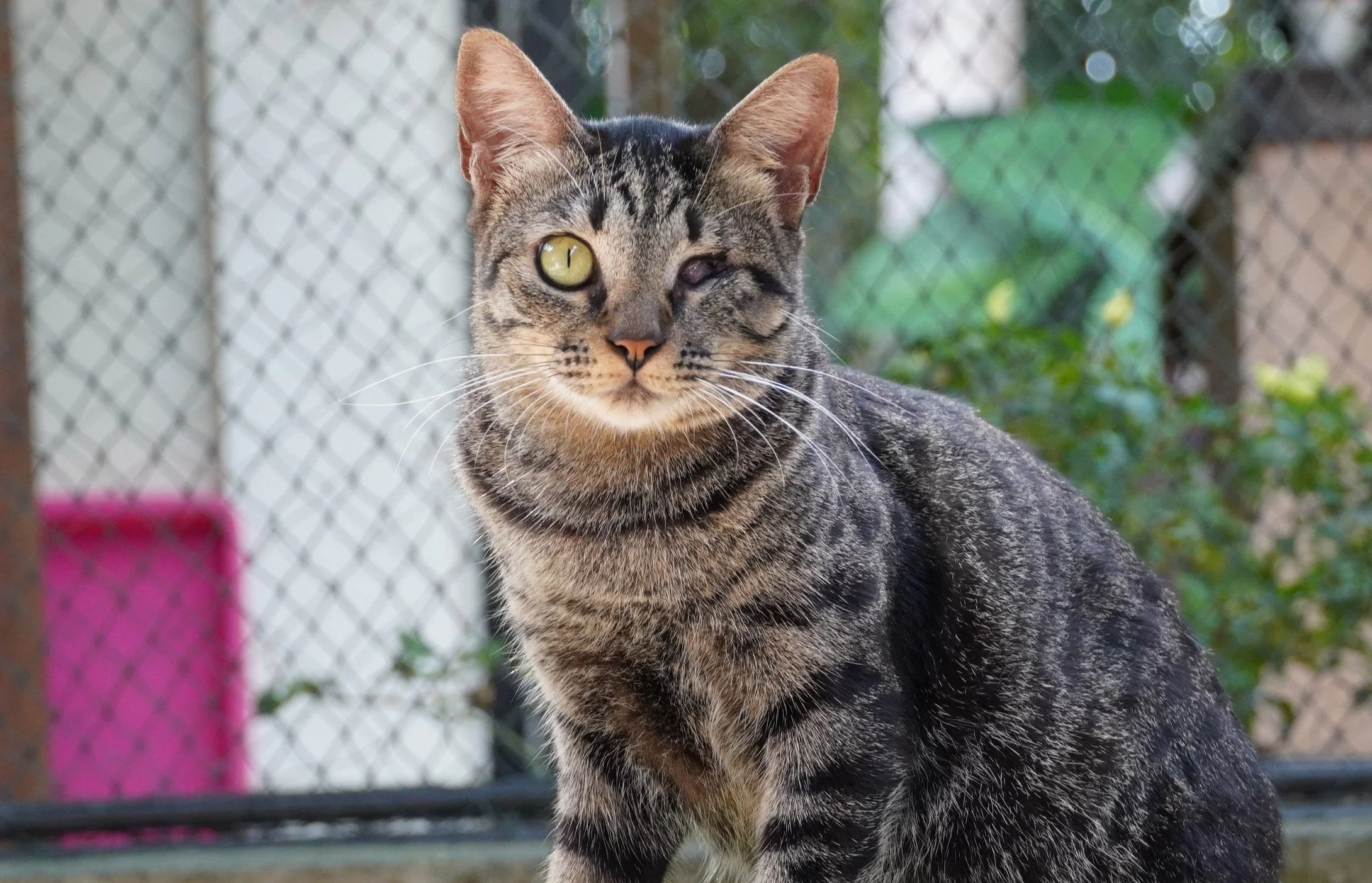 Sponsor a Cat — Villa Kitty Foundation