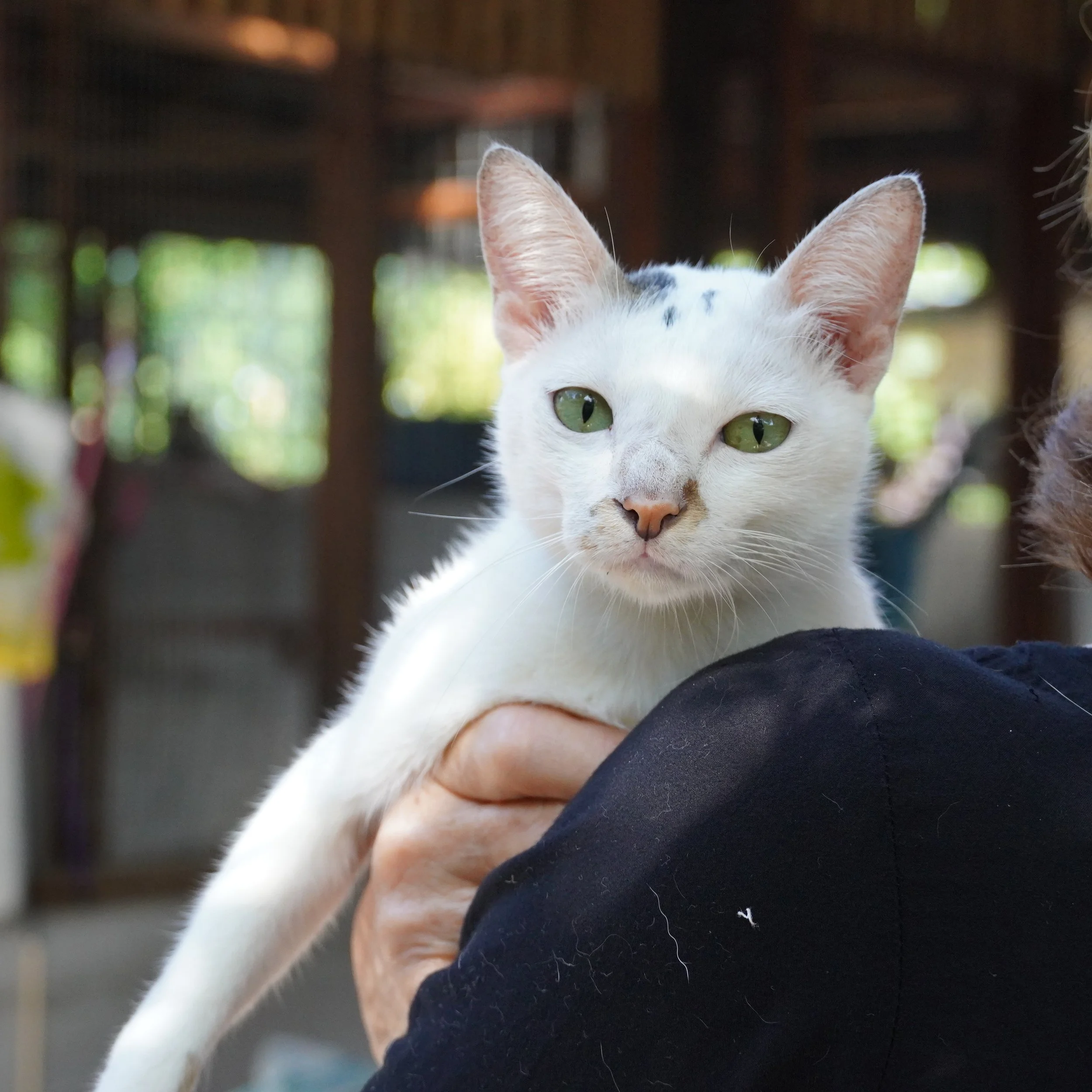 Sponsor Skitters — Villa Kitty Foundation