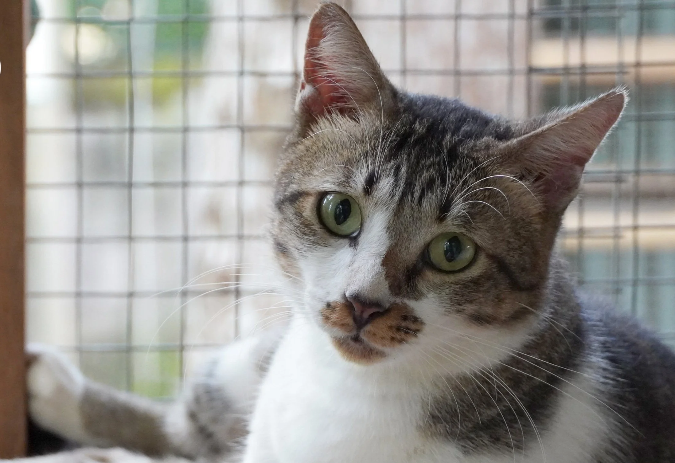 Sponsor a Cat — Villa Kitty Foundation