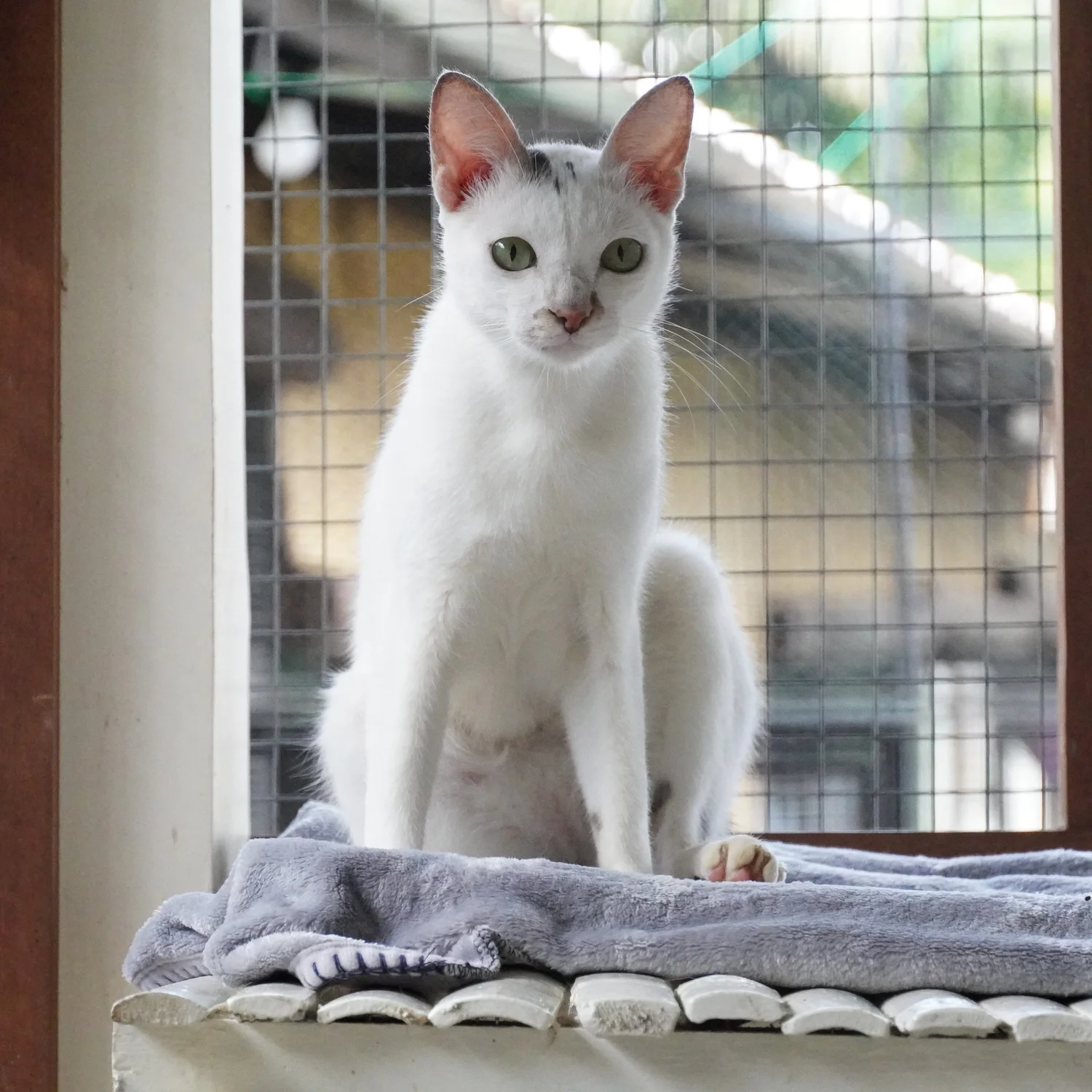 Sponsor Skitters — Villa Kitty Foundation