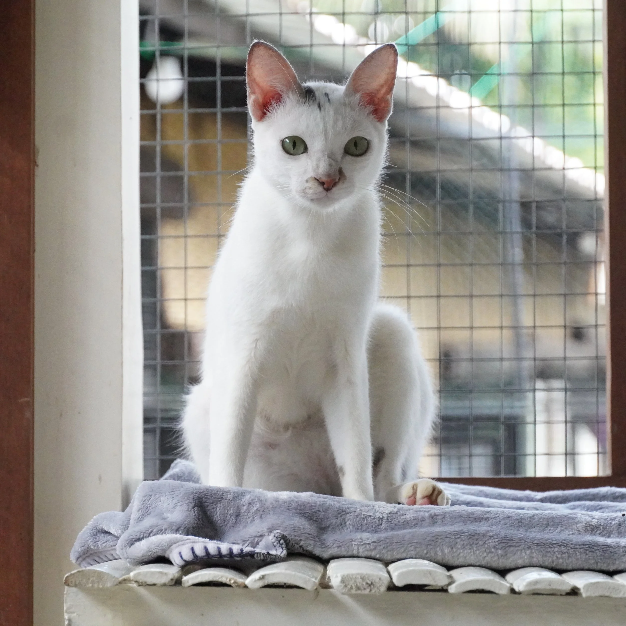 Sponsor Skitters — Villa Kitty Foundation