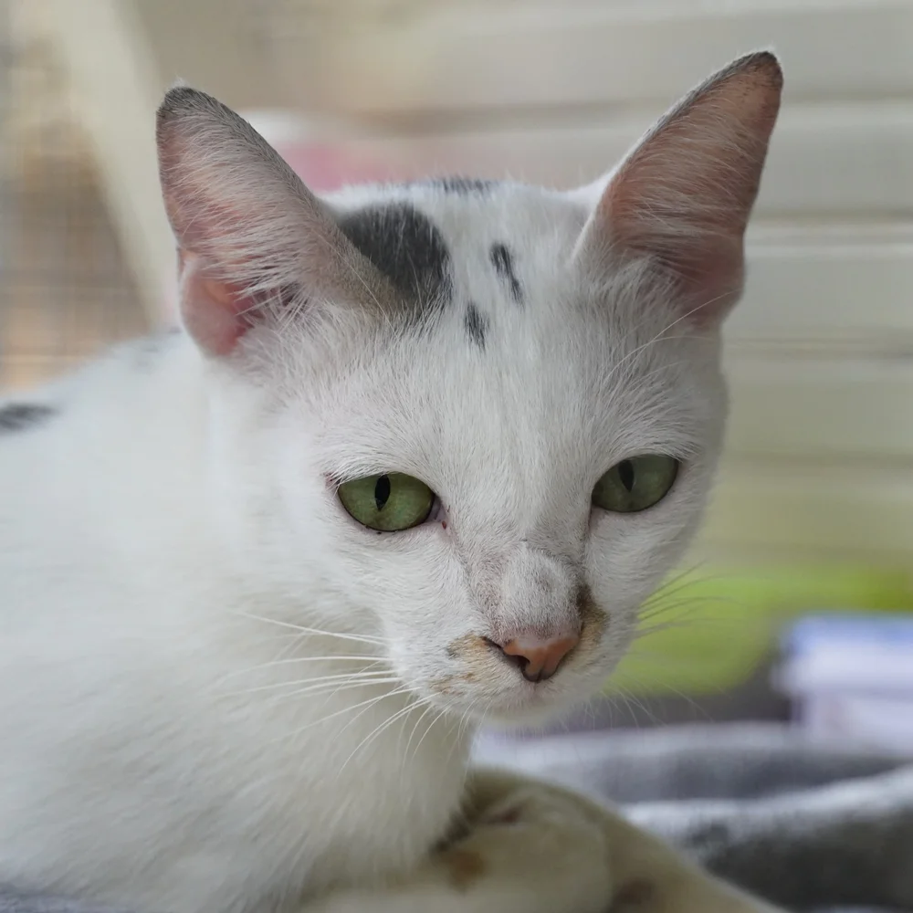 Sponsor Skitters — Villa Kitty Foundation