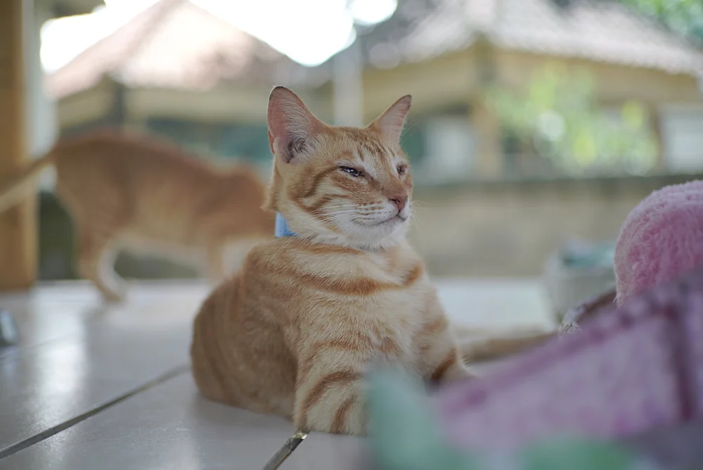 Sponsor a Cat — Villa Kitty Foundation