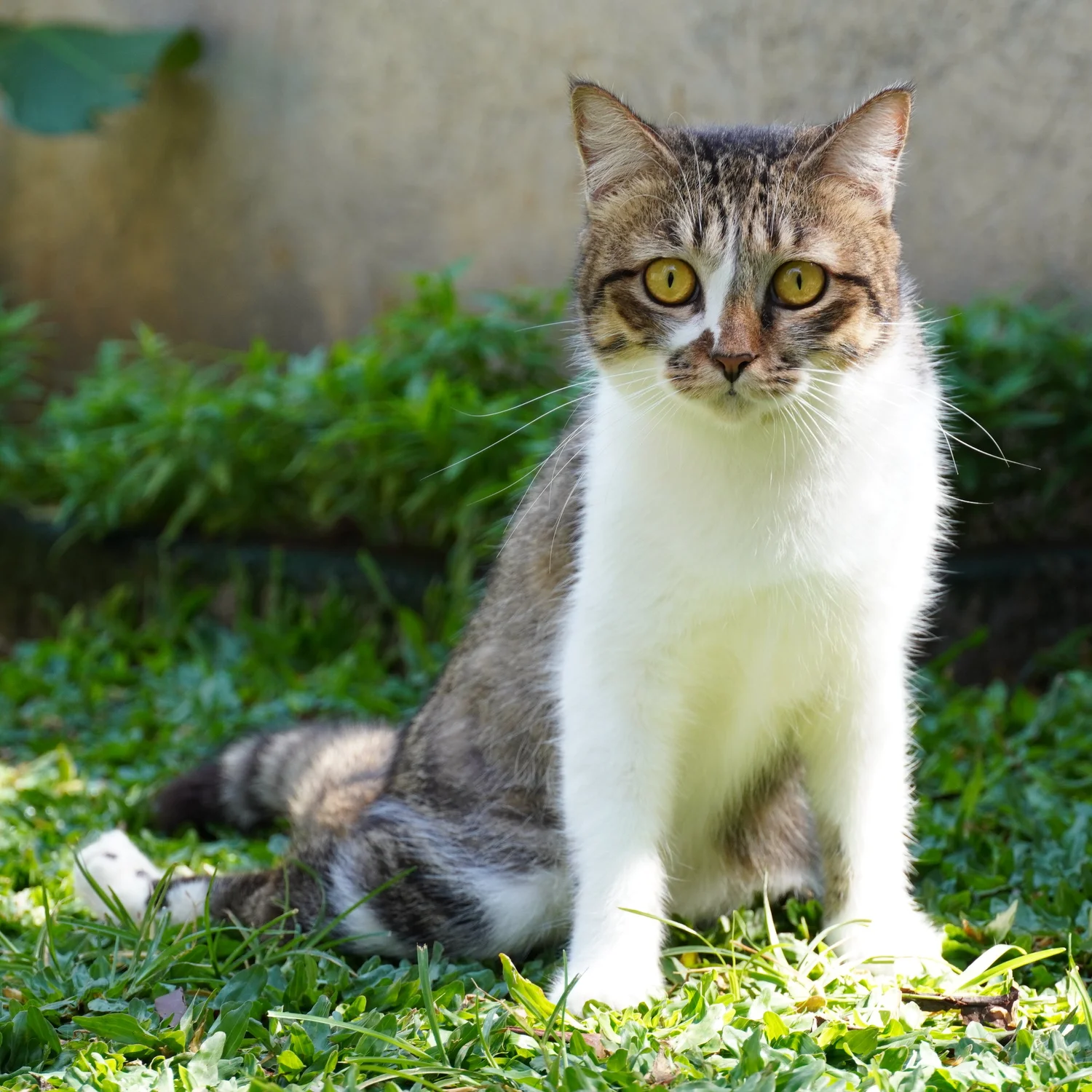Sponsor a Cat — Villa Kitty Foundation