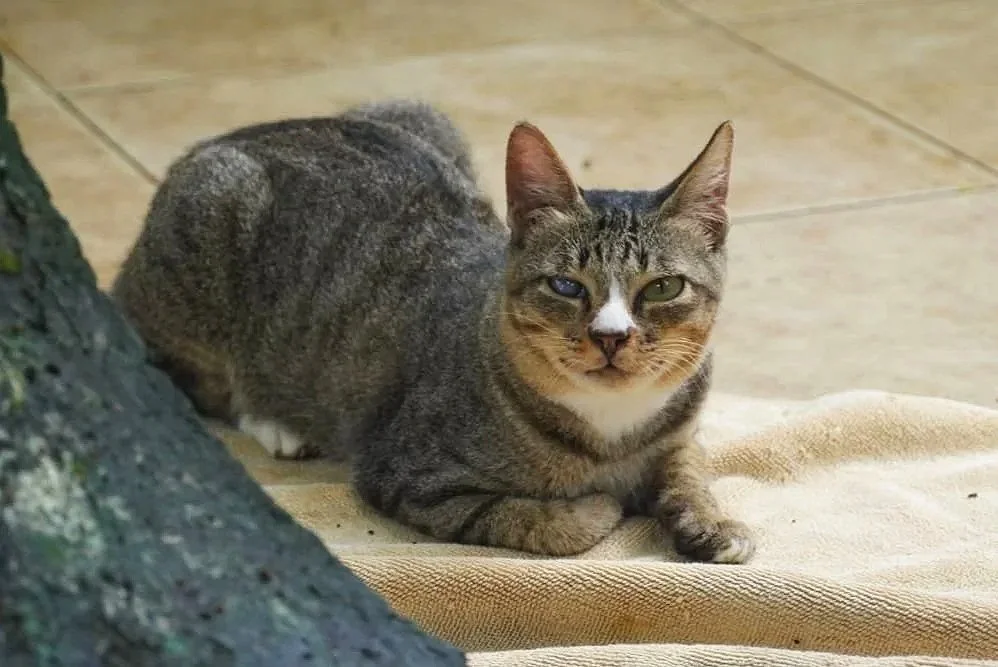 Sponsor a Cat — Villa Kitty Foundation