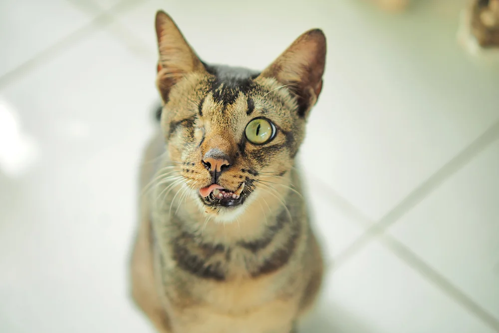 Sponsor Otto — Villa Kitty Foundation