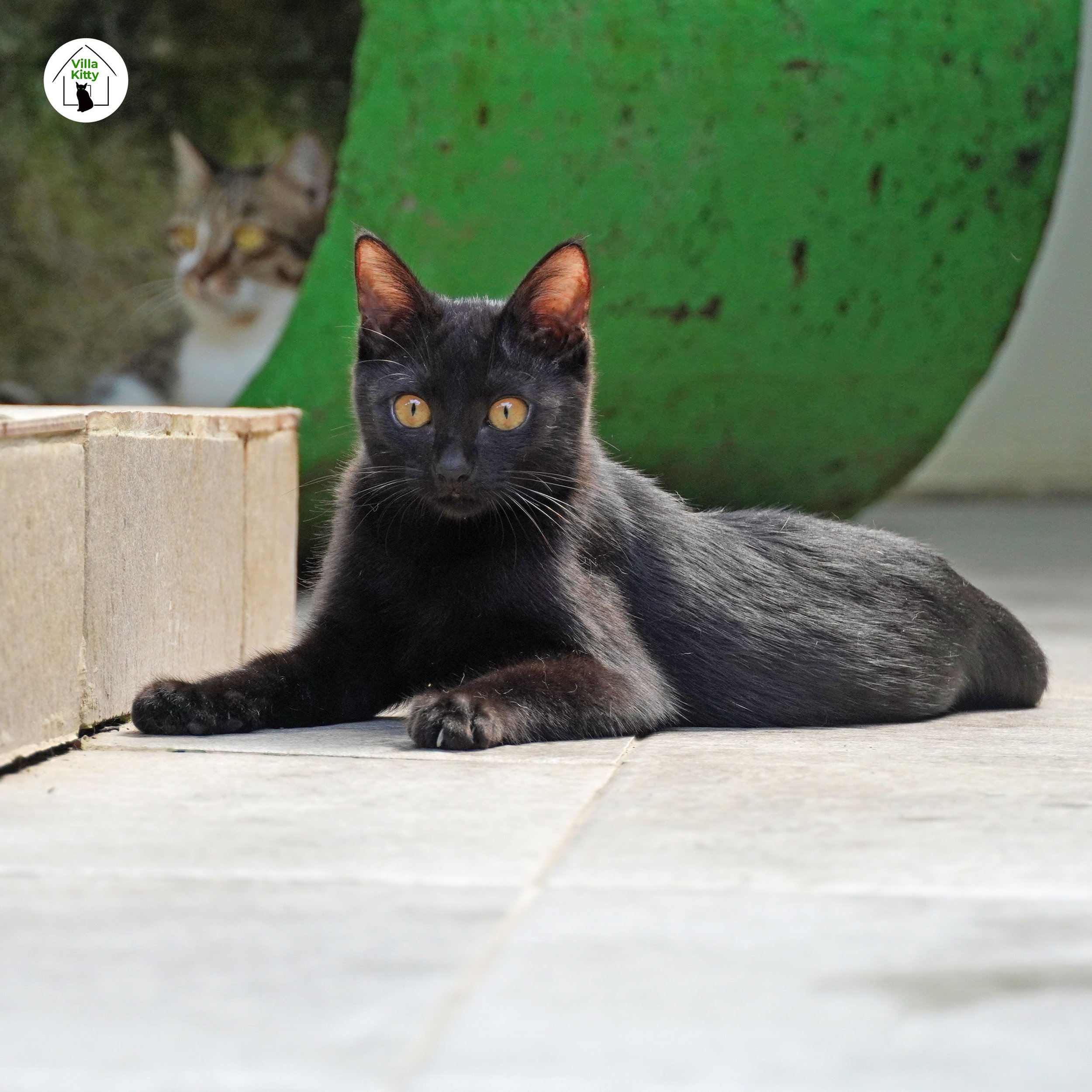 Sponsor a Cat — Villa Kitty Foundation