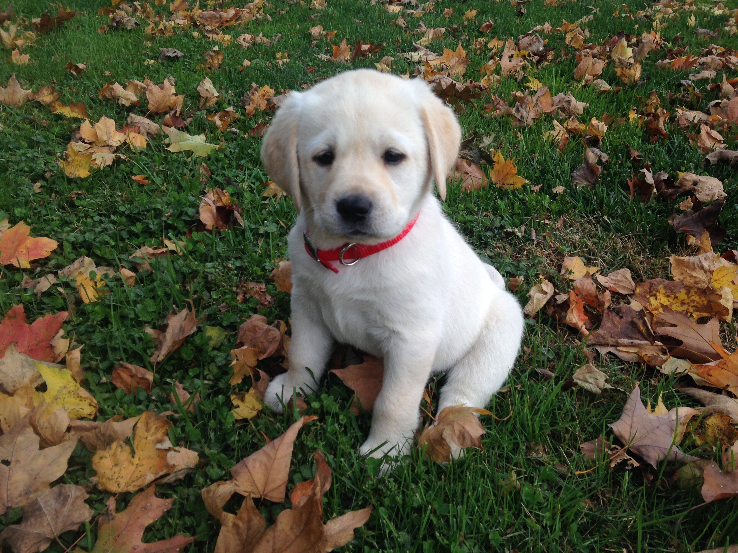 How Much Is A Purebred Puppy