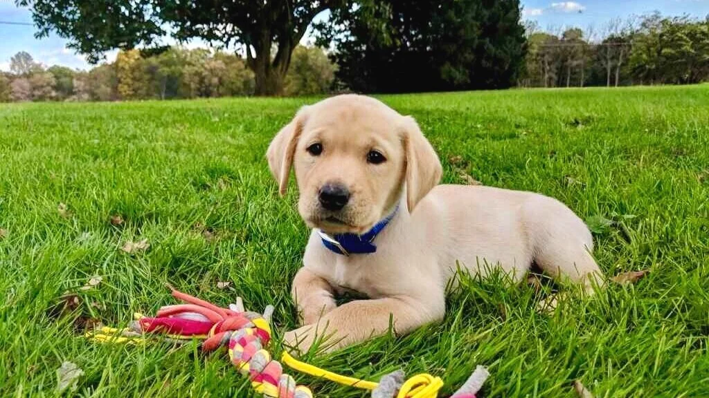Rock Haven Retrievers Tips For Bringing Your New Puppy Home English rock-haven-retrievers-tips-for-bringing-your-new-puppy-home-english