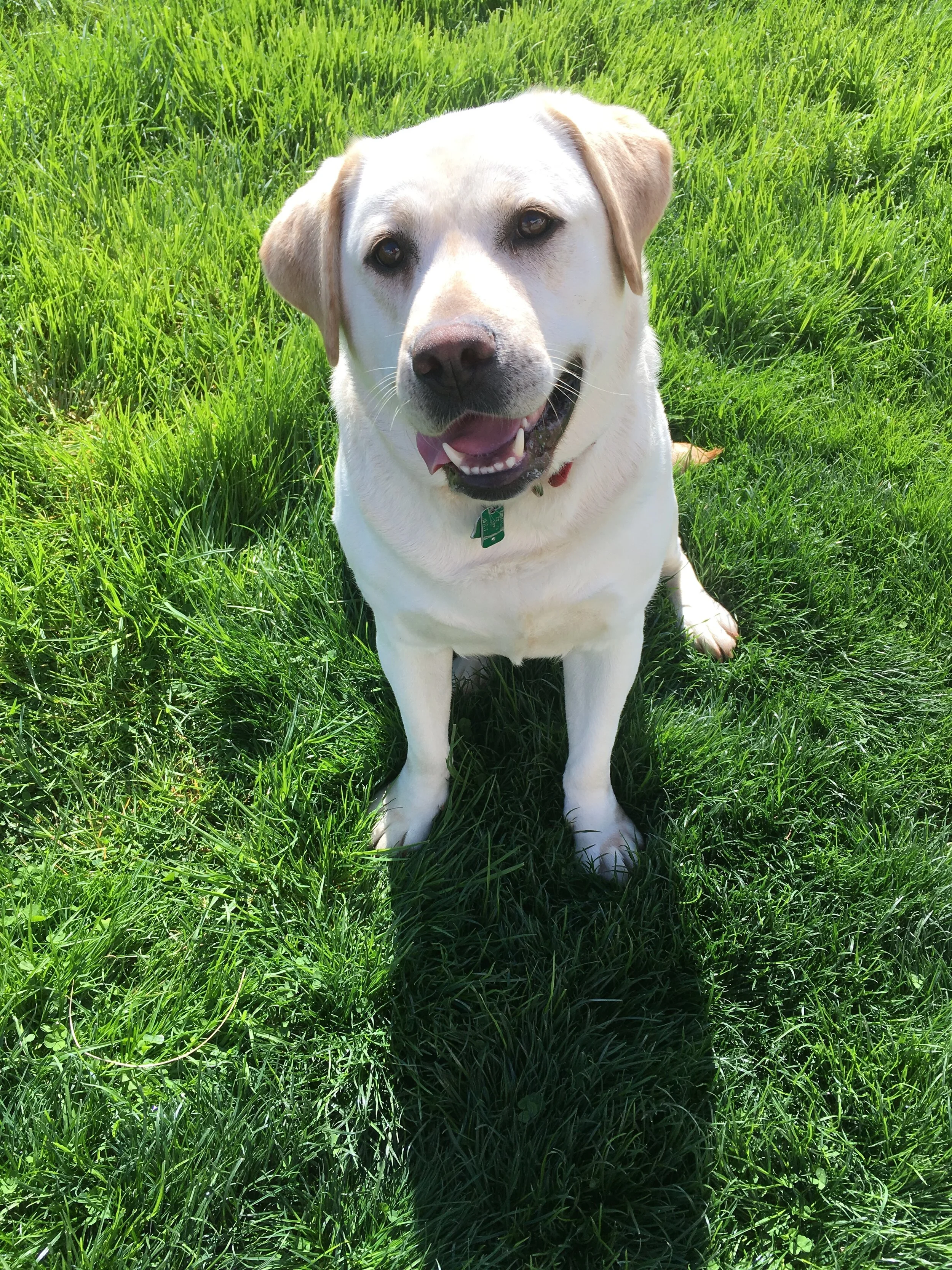 Rock Haven Retrievers