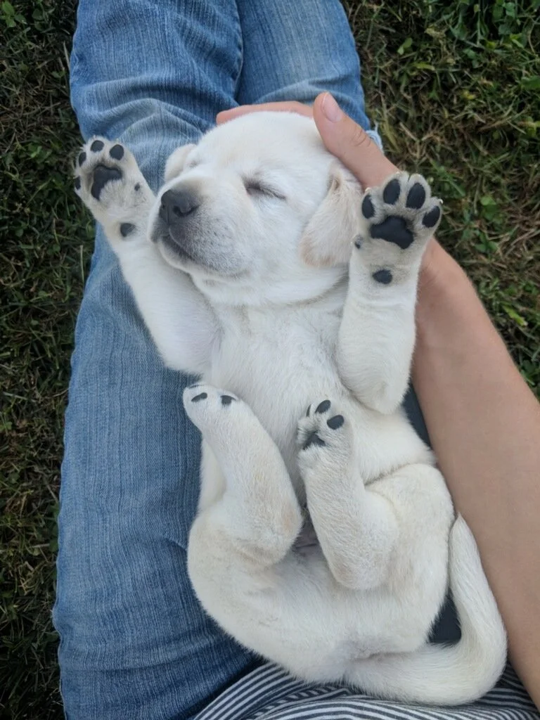 Rock Haven Retrievers
