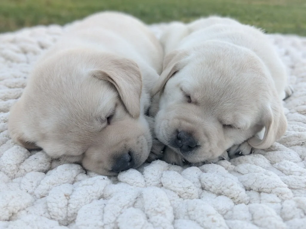 Rock Haven Retrievers
