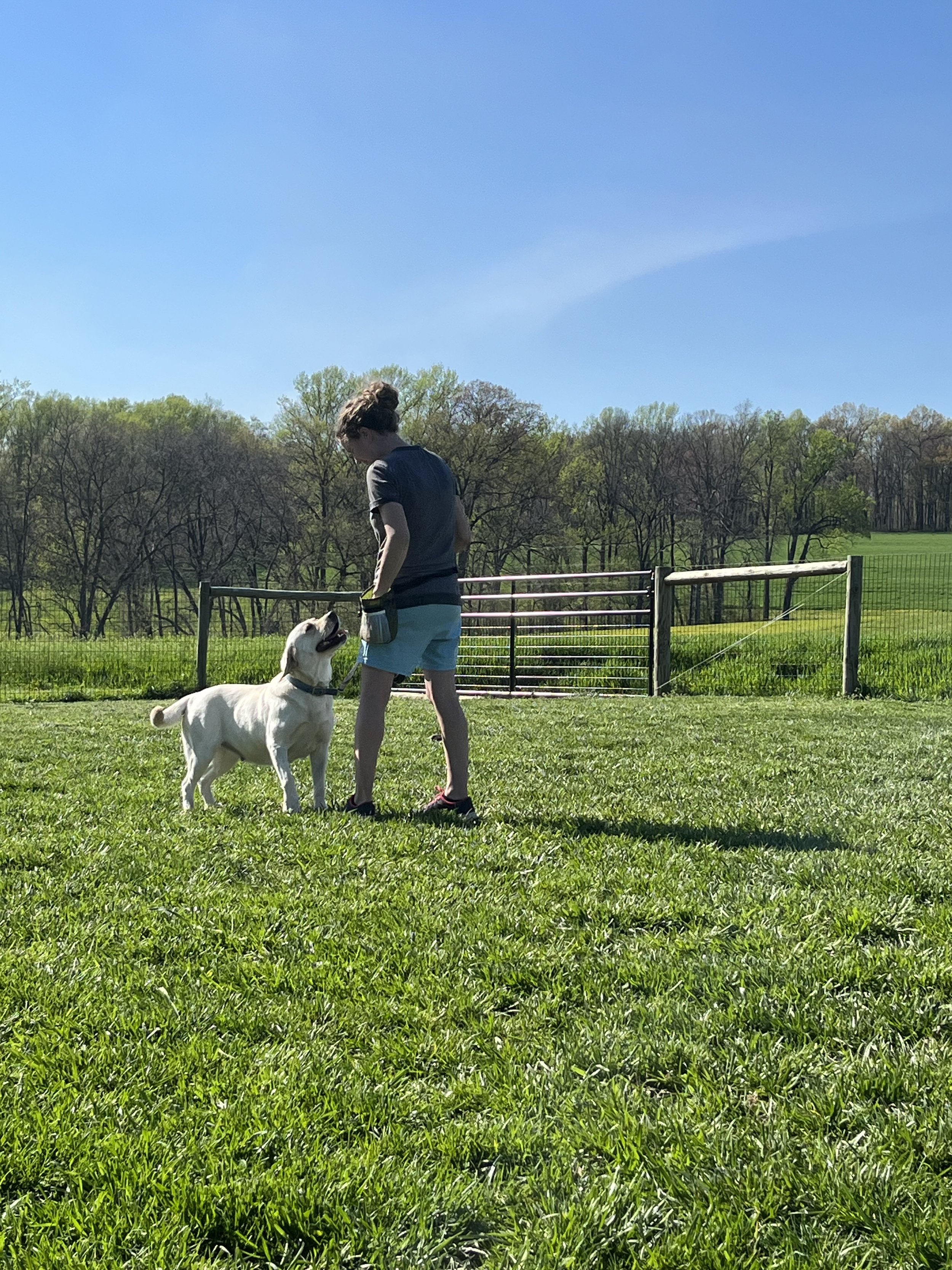 Rock Haven Retrievers