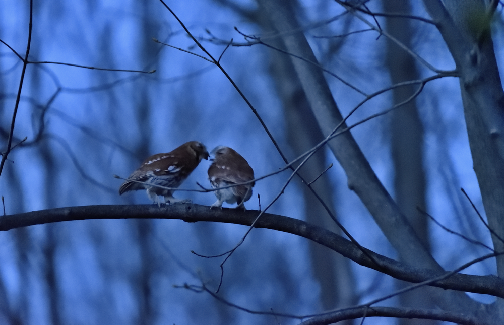 Alfie & Me — Carl Safina