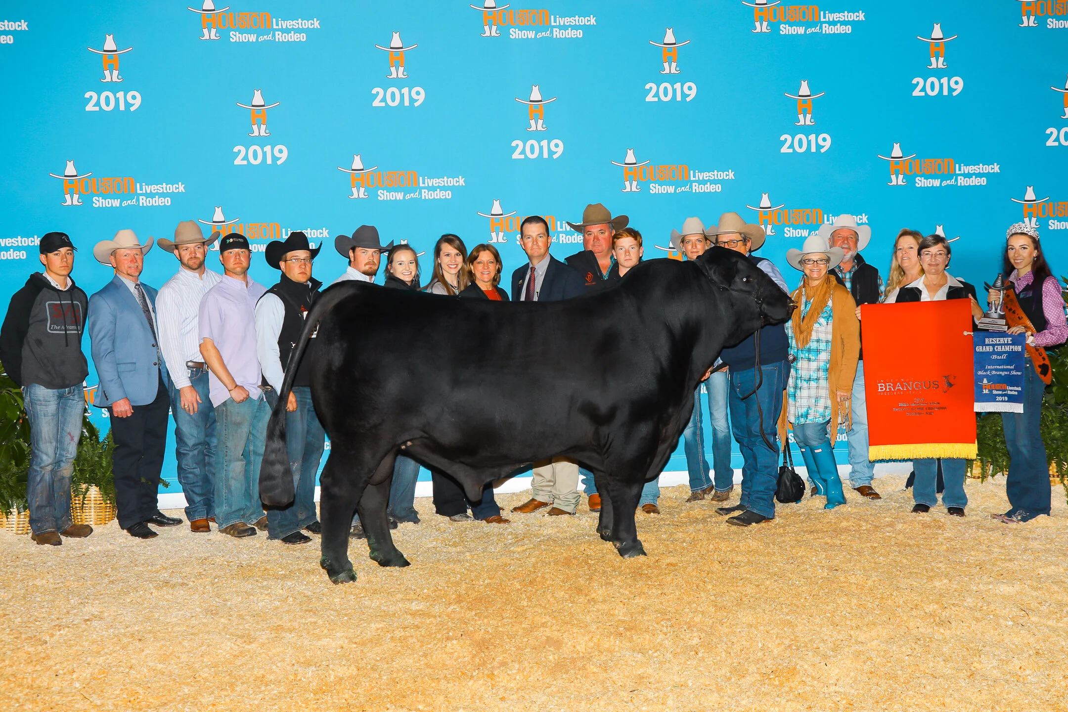 Brangus Show Calves