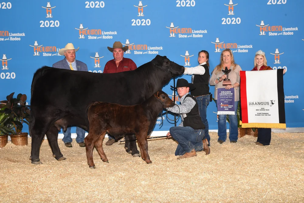 Brangus Show Calves