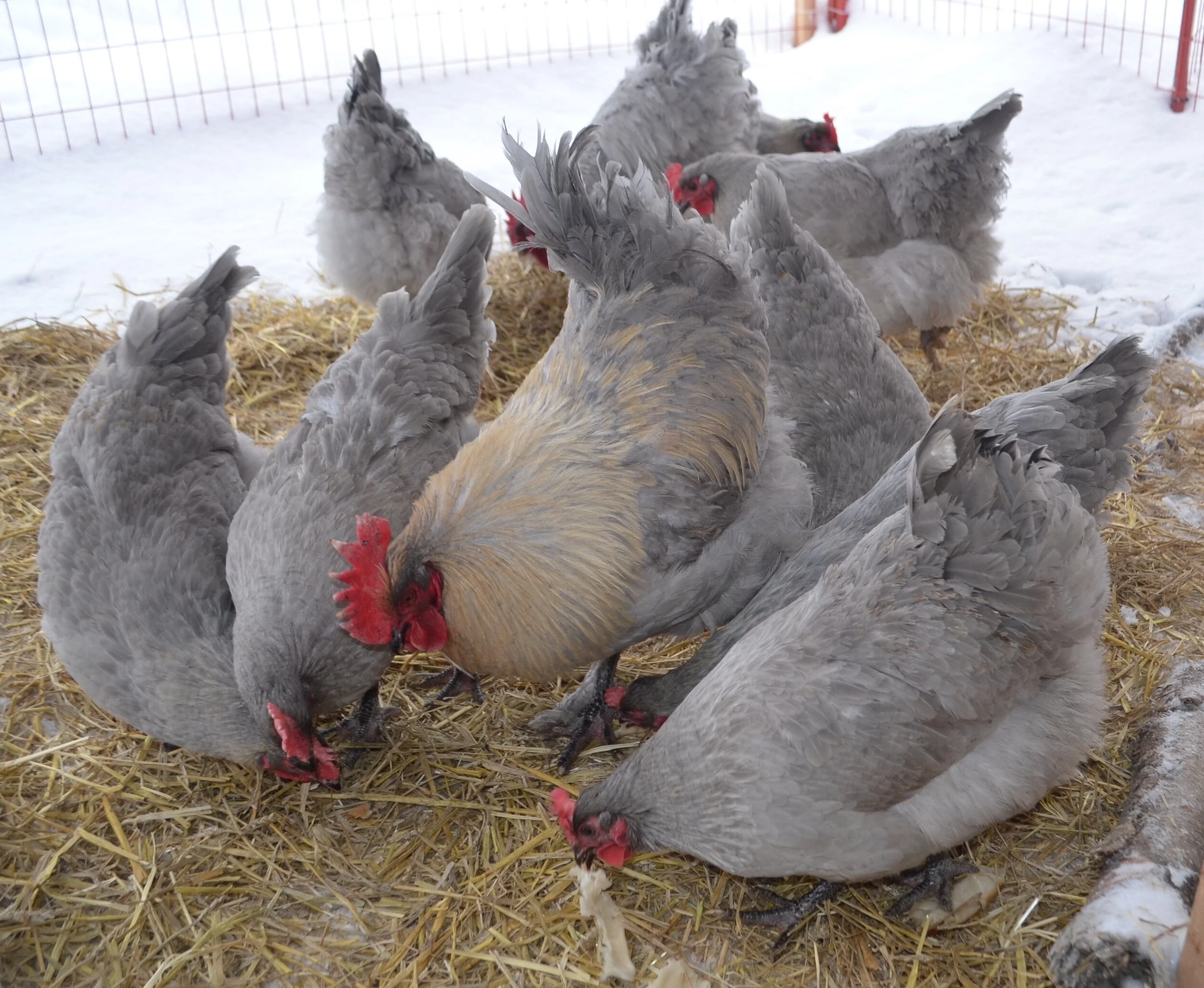 Lockwood Feather Farm