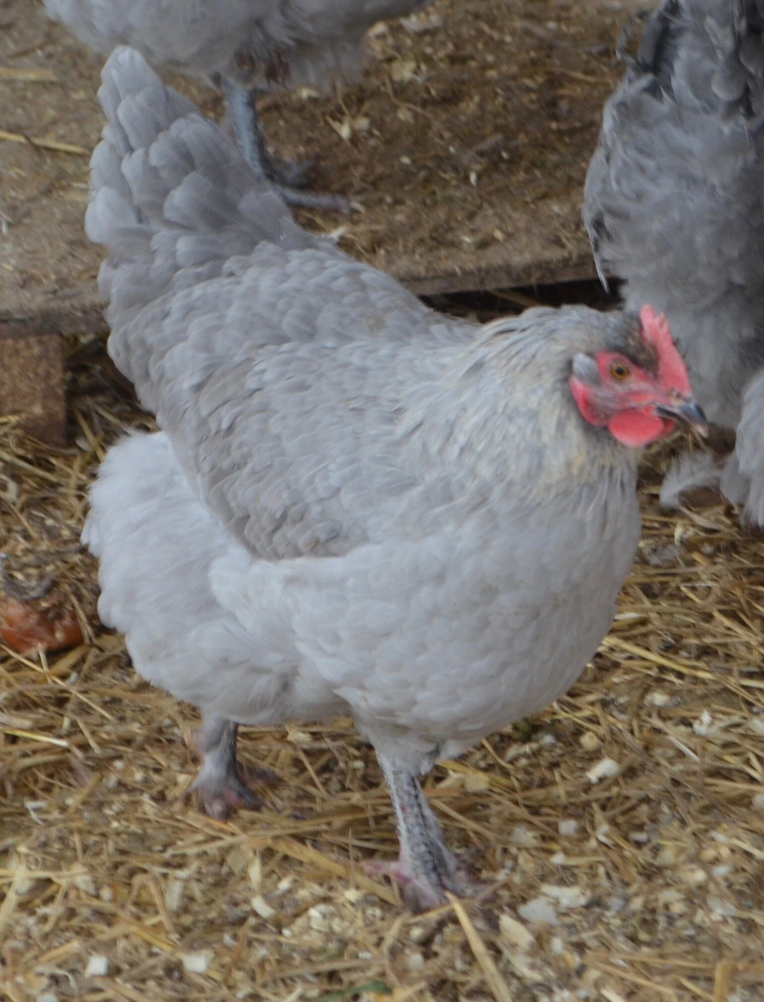 Gallery 1 — Lockwood Feather Farm