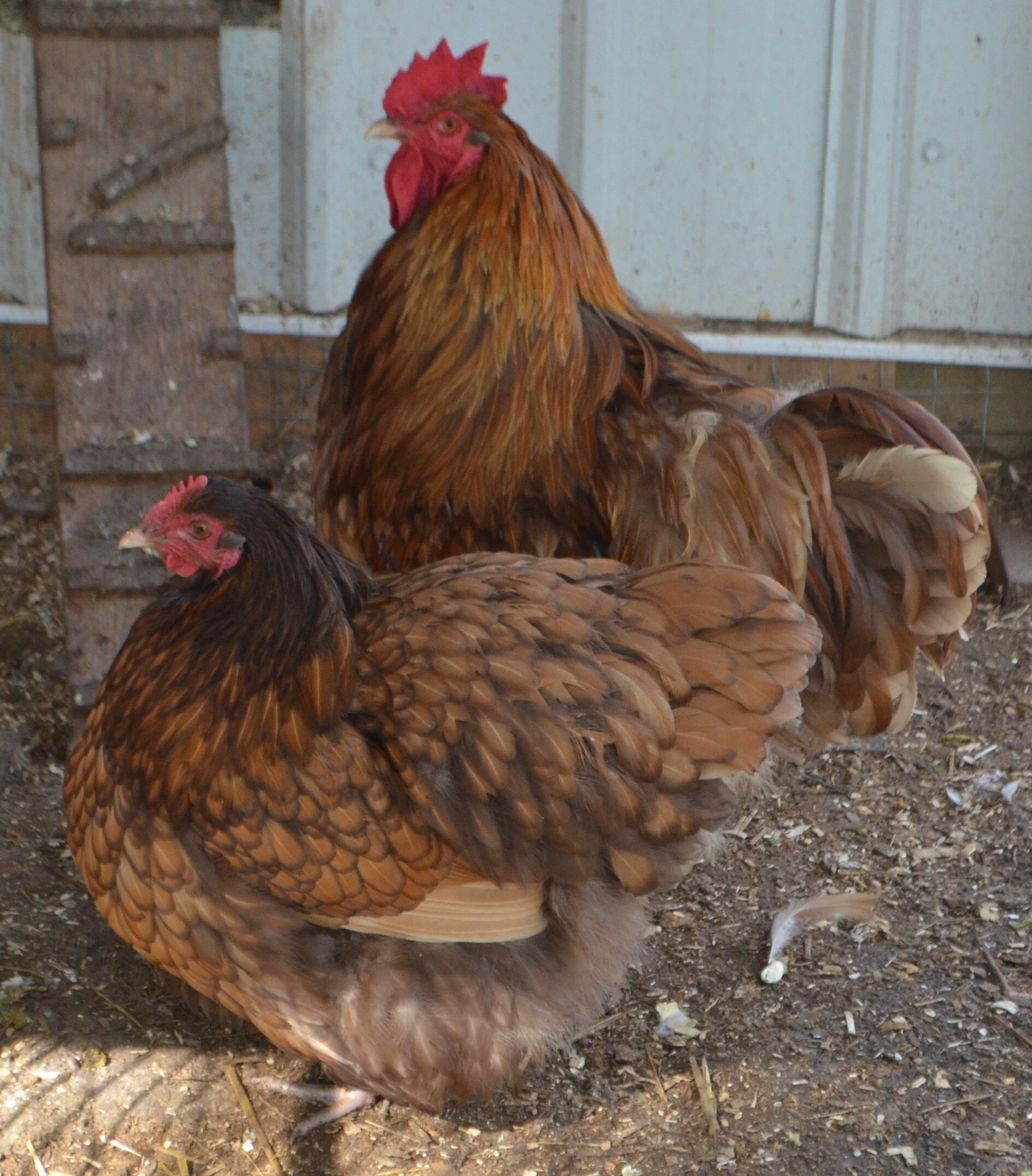CHOCOLATE LACED ORPINGTON — Lockwood Feather Farm