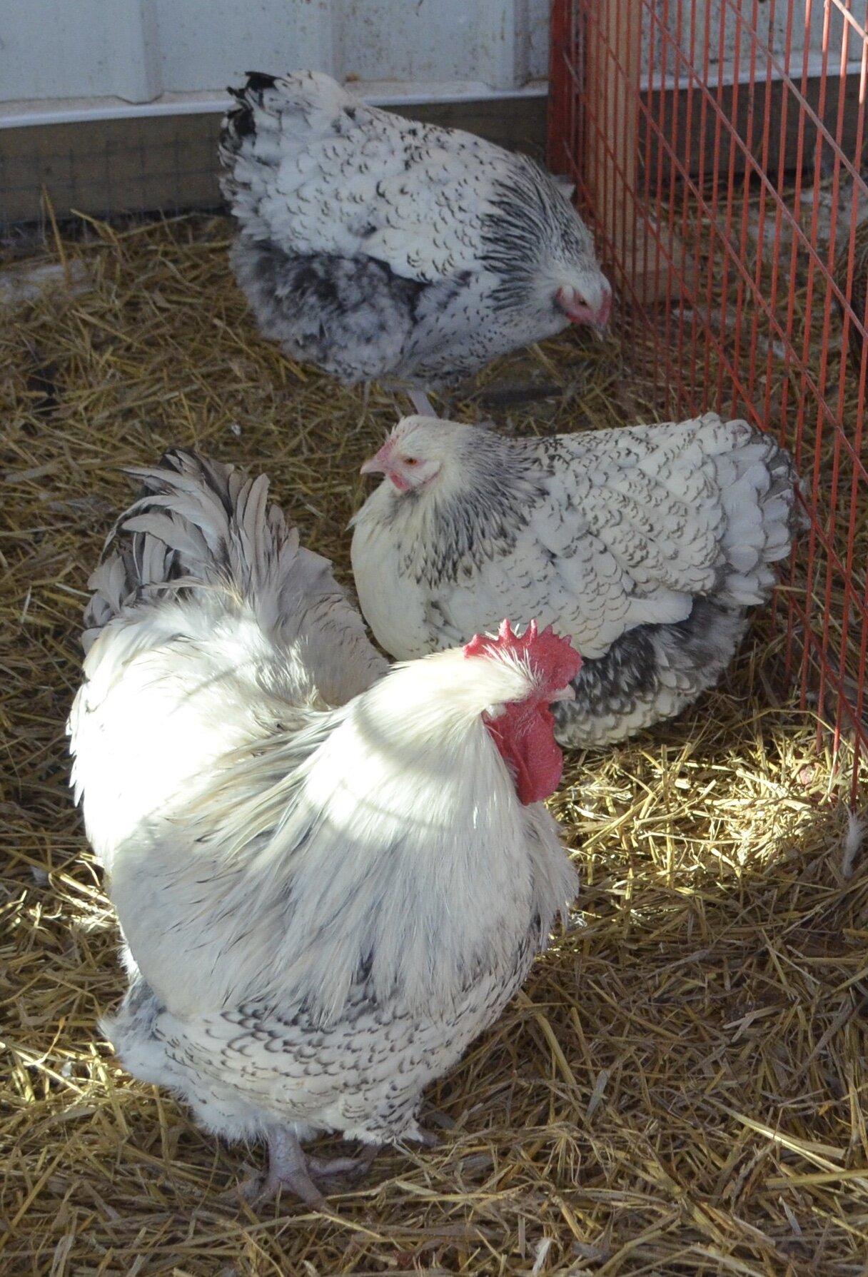 COLUMBIAN LACED ORPINGTON — Lockwood Feather Farm