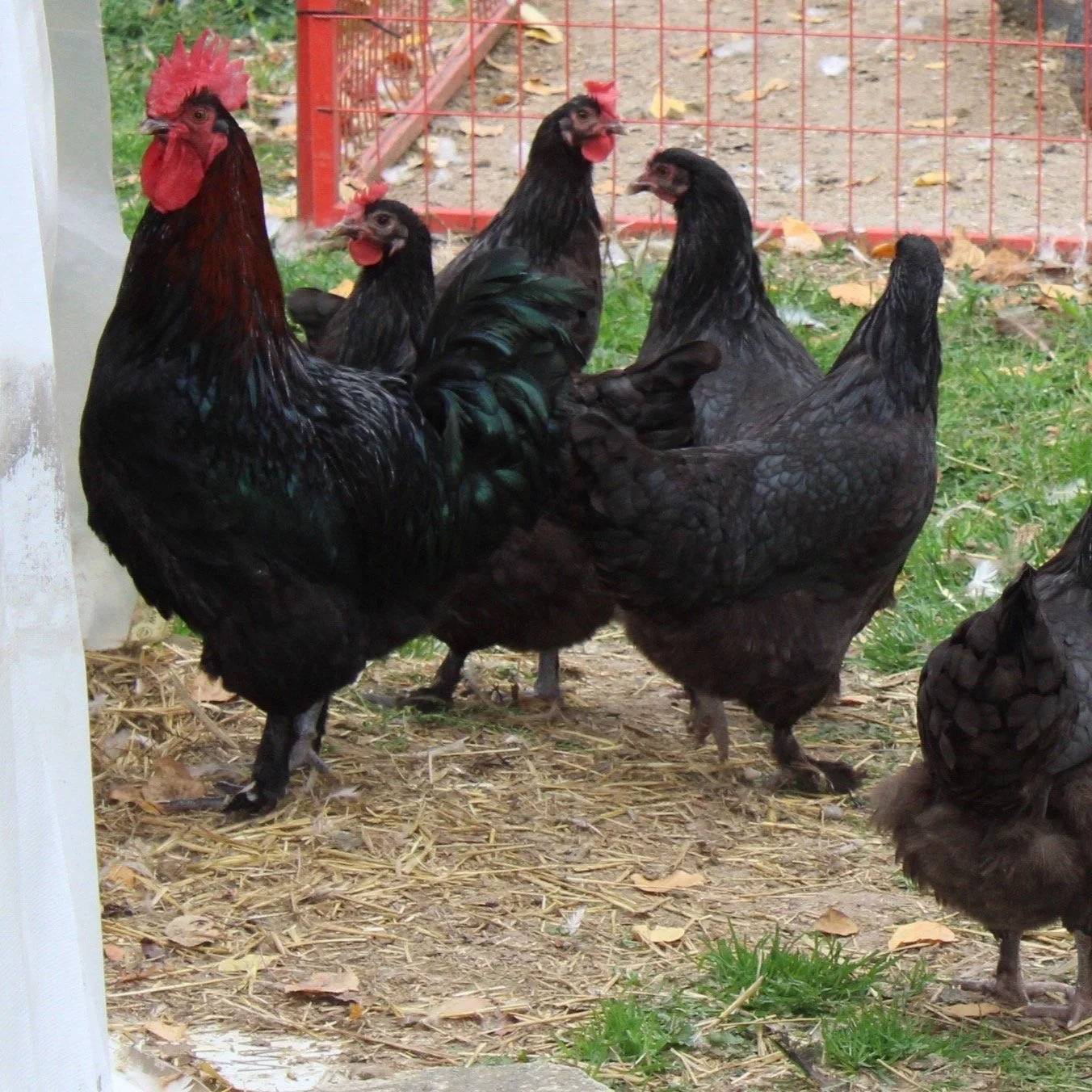 Gallery 1 — Lockwood Feather Farm