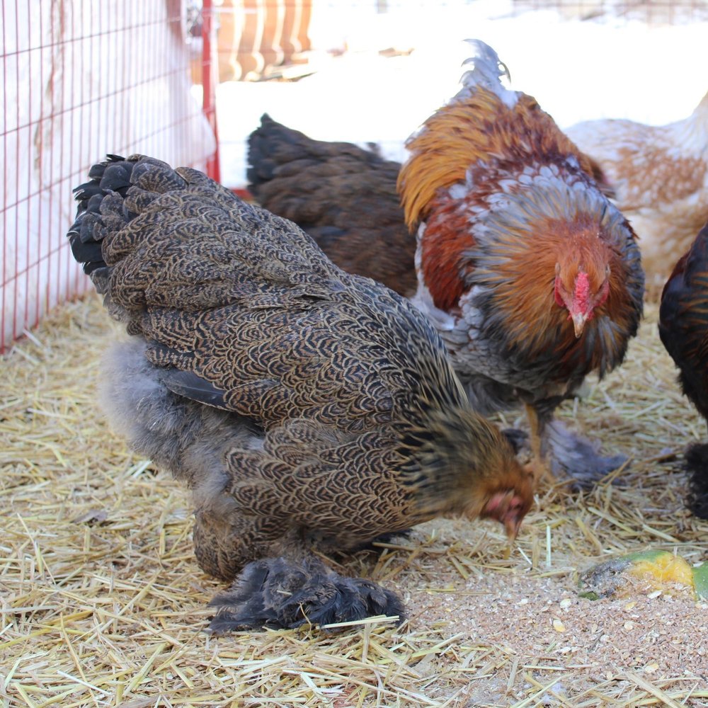 Gallery 1 — Lockwood Feather Farm