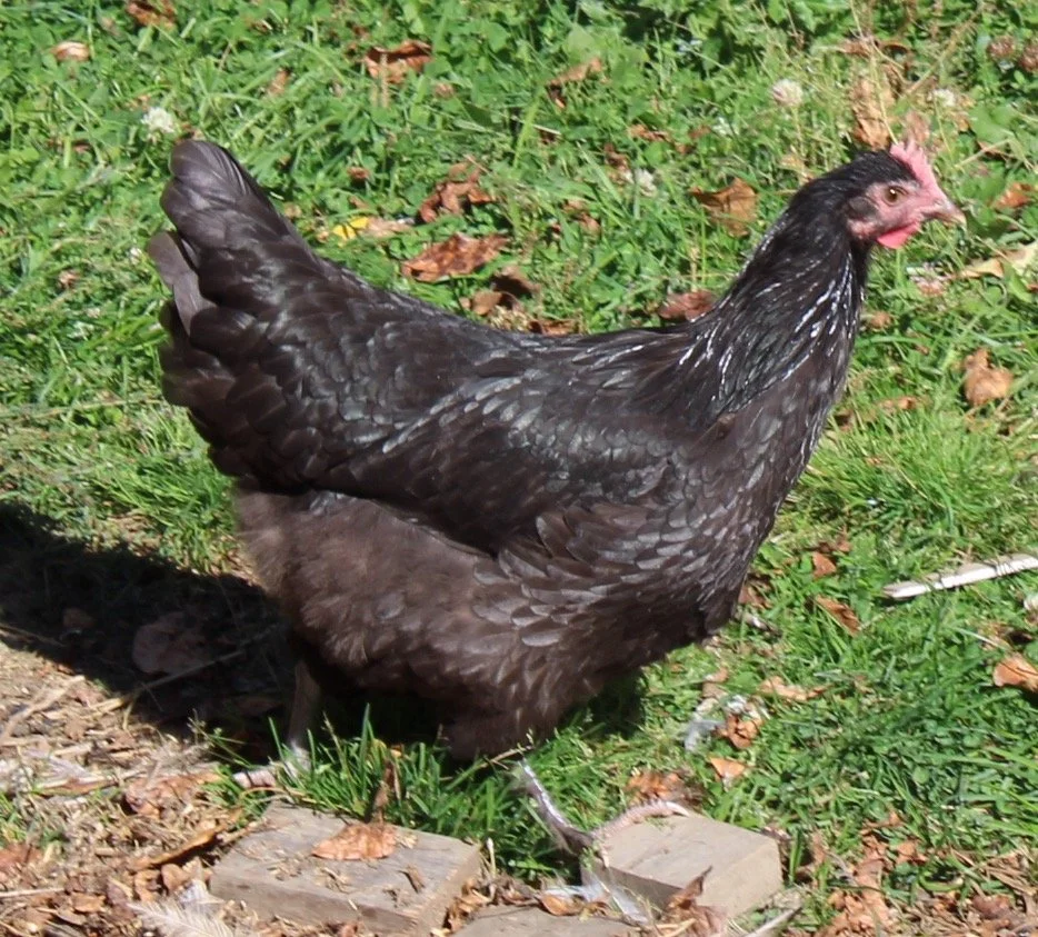 Gallery 1 — Lockwood Feather Farm