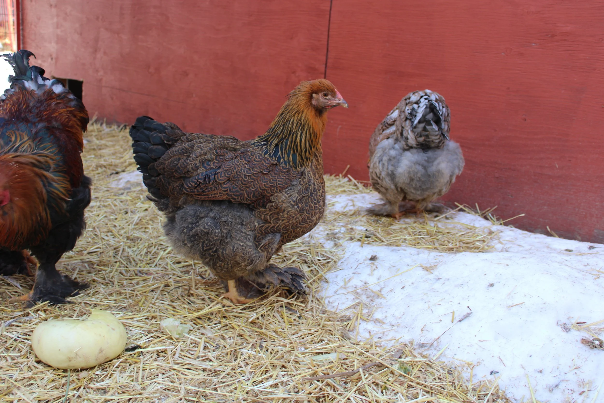 Gallery 1 — Lockwood Feather Farm