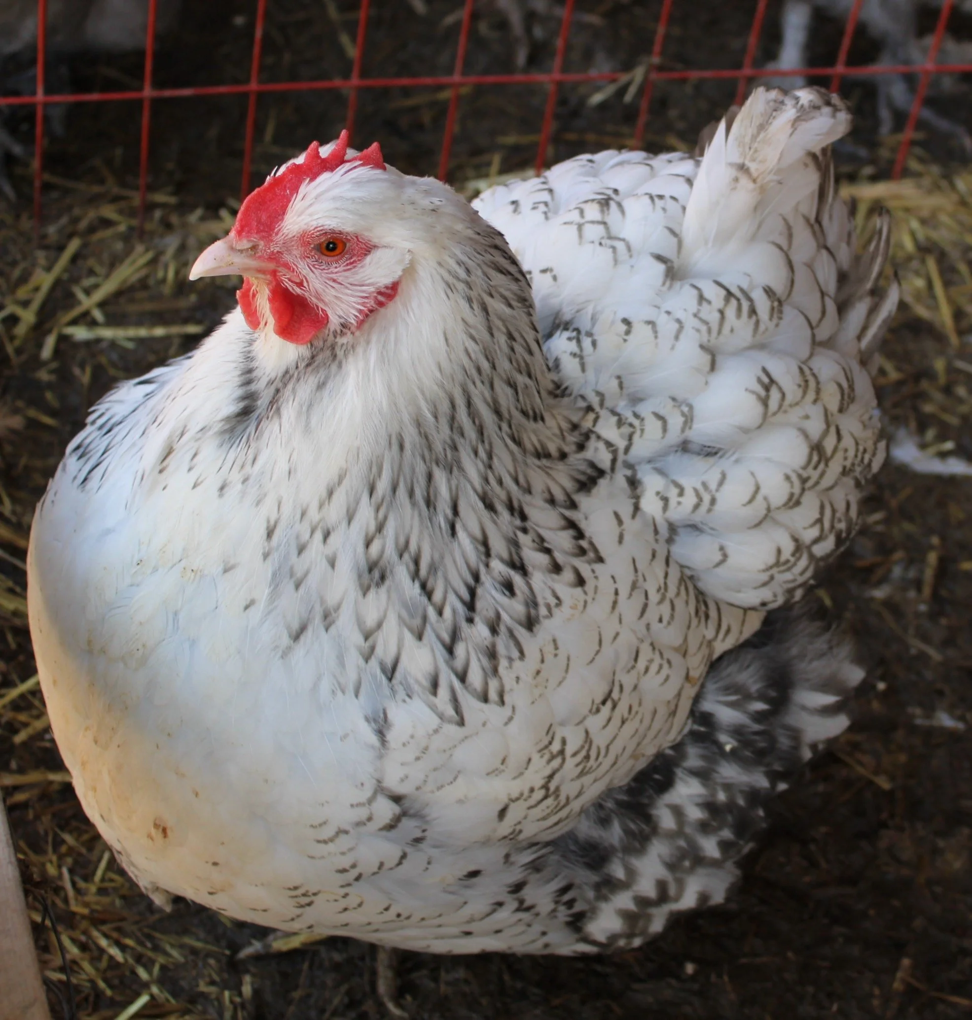 COLUMBIAN LACED ORPINGTON — Lockwood Feather Farm