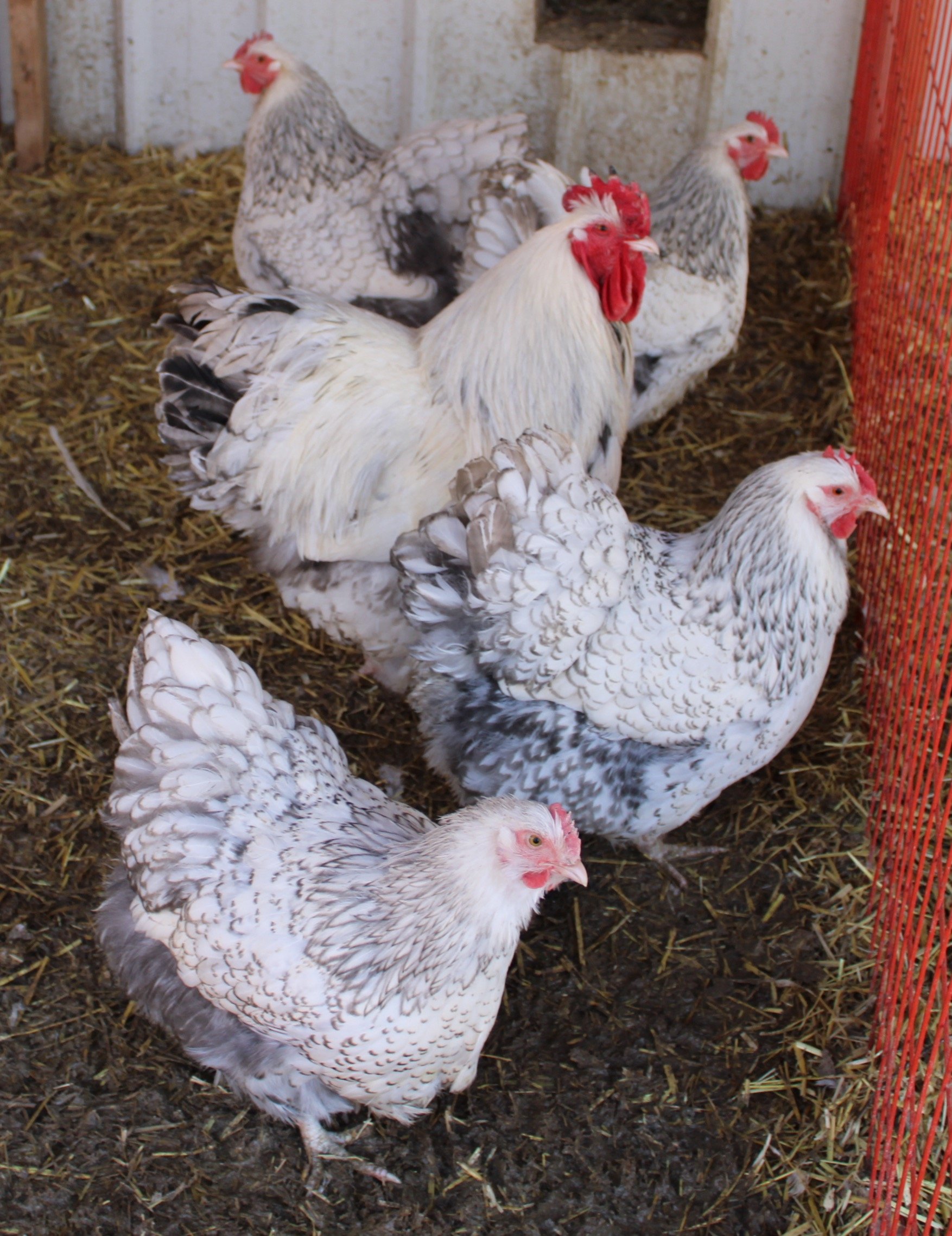 COLUMBIAN LACED ORPINGTON — Lockwood Feather Farm