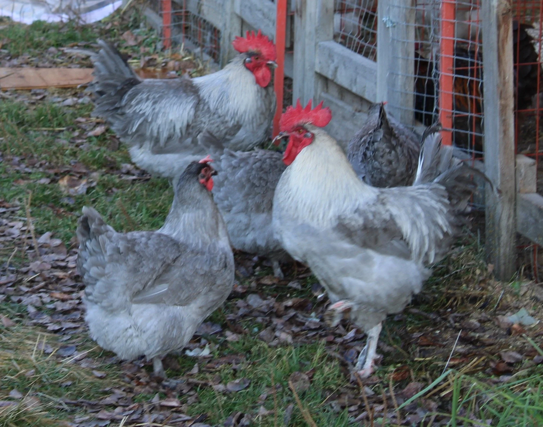 Gallery 1 — Lockwood Feather Farm
