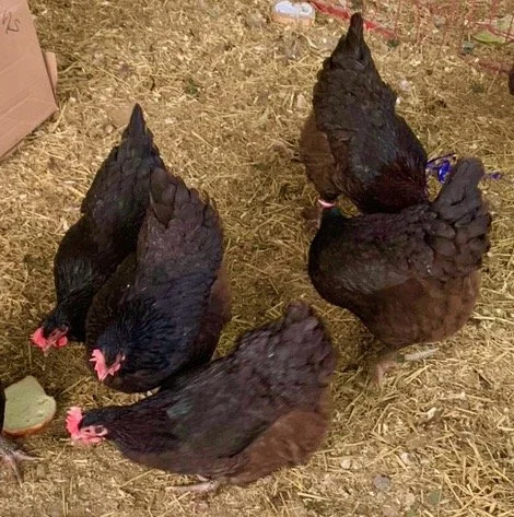 Gallery 1 — Lockwood Feather Farm