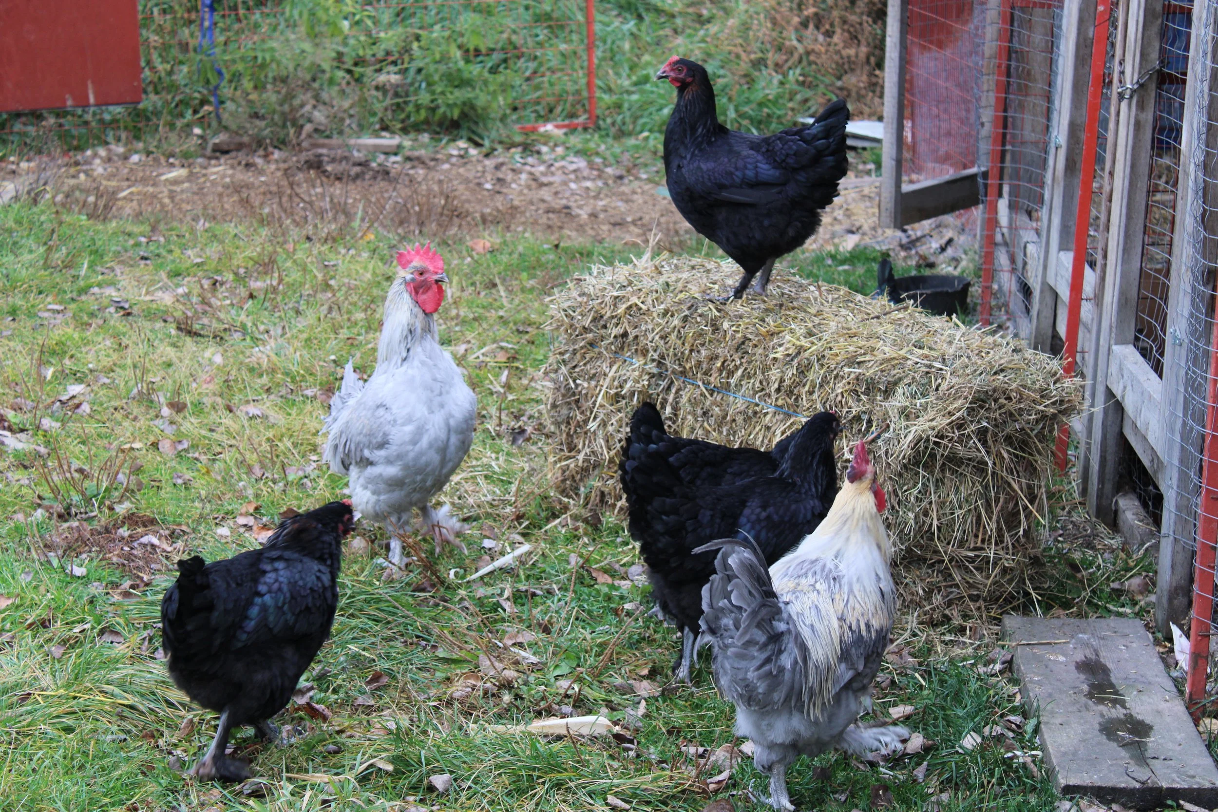 Gallery 1 — Lockwood Feather Farm