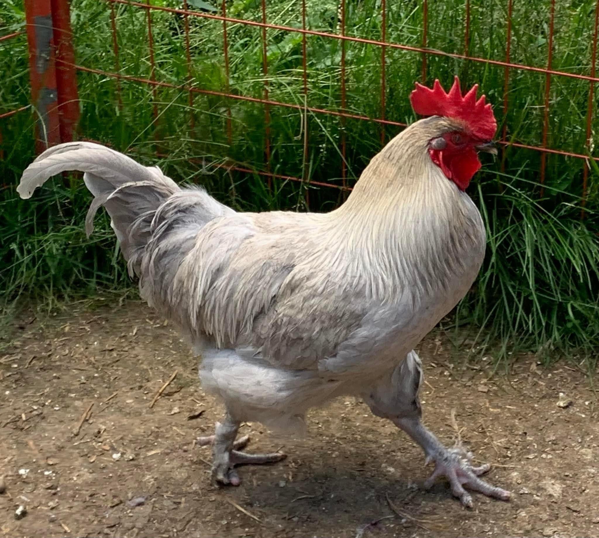 LAVENDER OLIVE EGGERS — Lockwood Feather Farm