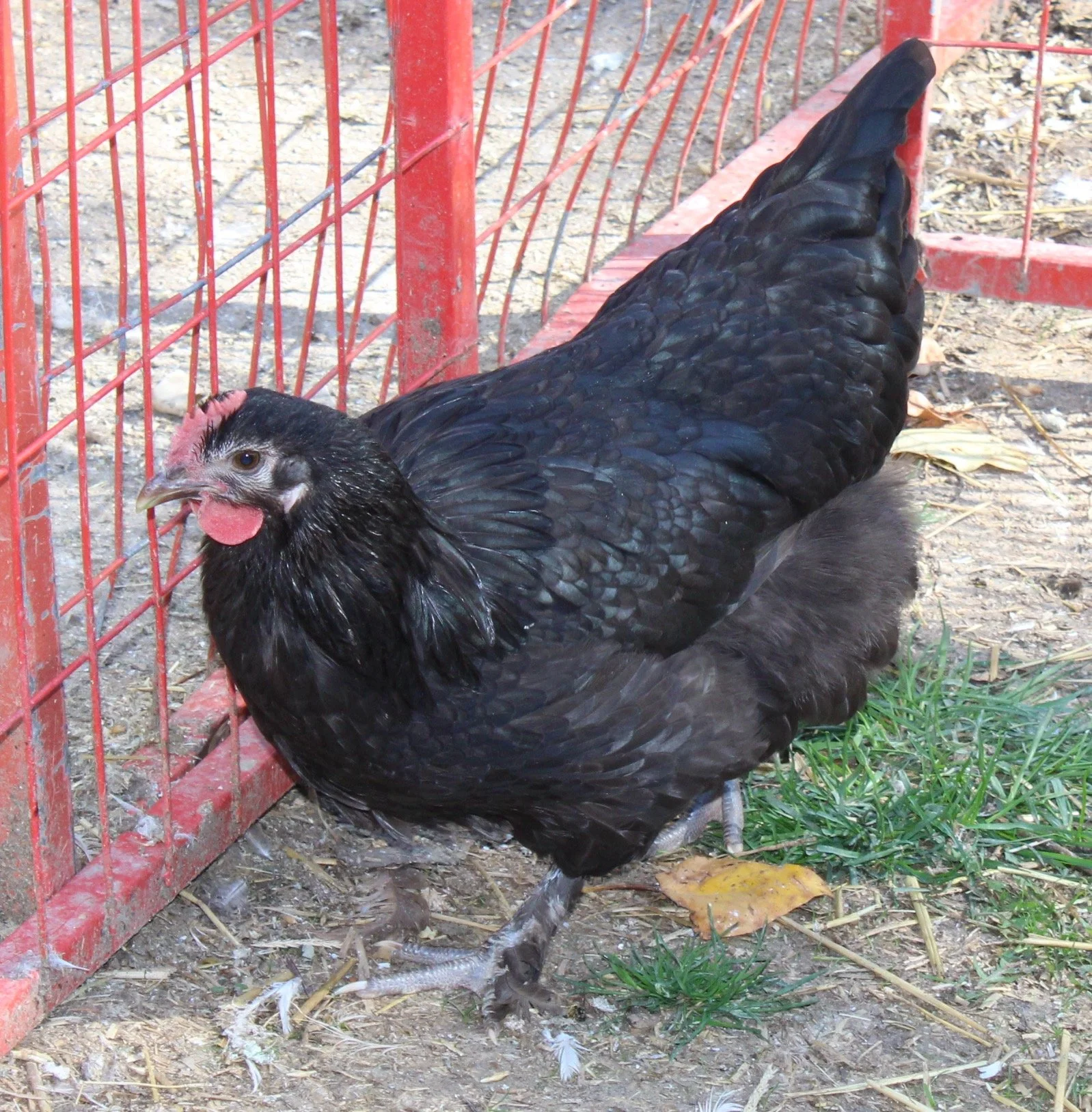 Gallery 1 — Lockwood Feather Farm