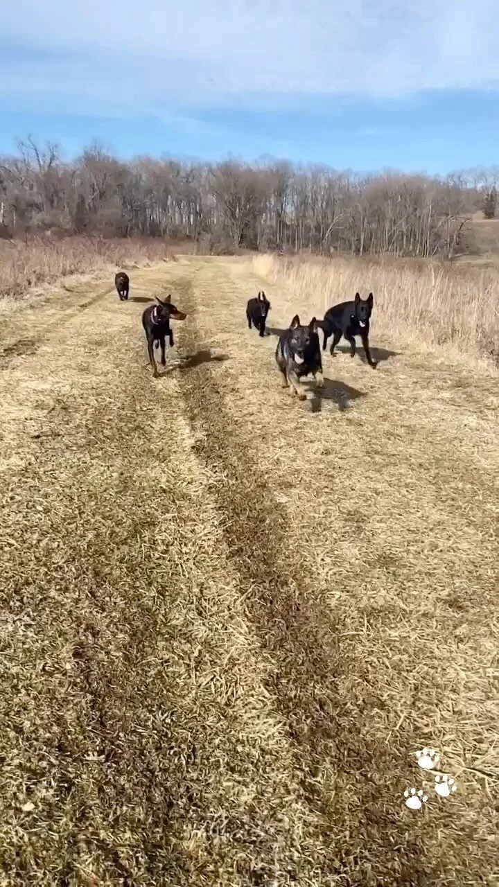 Mission Pawsible | Pittsburgh Dog Training